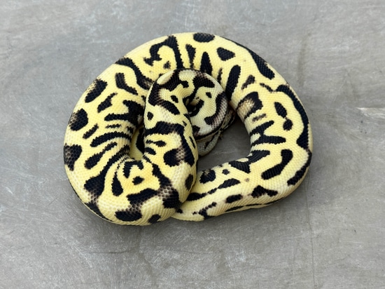 Pastel Spotnose Leopard Desert Ghost Het Clown Ball Python by Rocky ...