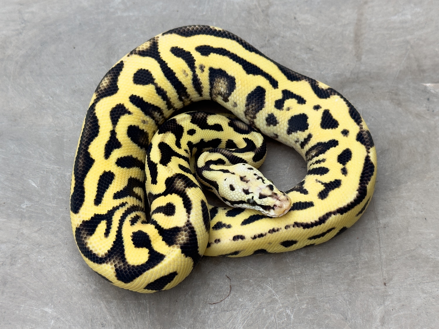 Pastel Spotnose Leopard Desert Ghost 100% Het Clown Ball Python by ...