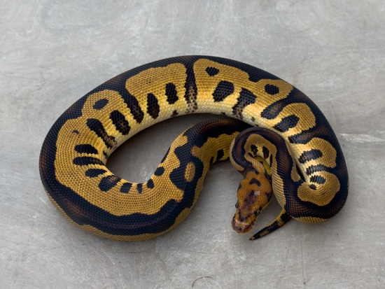 Leopard Clown Het Desert Ghost Ball Python by Rocky Mountain Reptiles