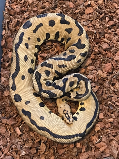 Batman Het Desert Ghost PROVEN Ball Python by Rocky Mountain Reptiles