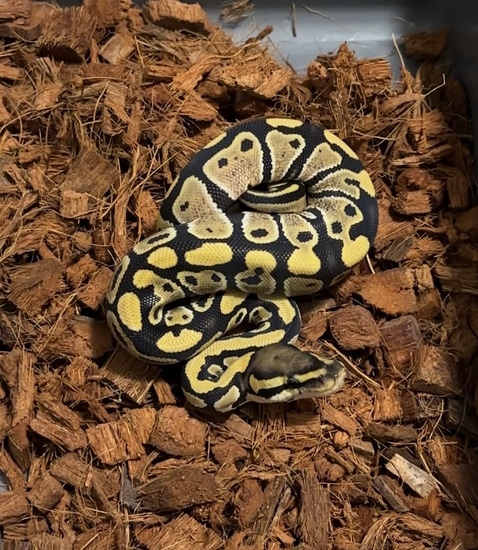 Desert Ghost DH Clown VPI Axanthic Ball Python by Rocky Mountain Reptiles