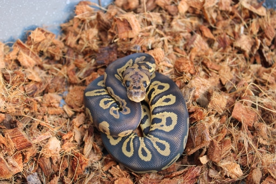 BP Acid Clown DH Desert Ghost VPI Axanthic Ball Python by Rocky ...