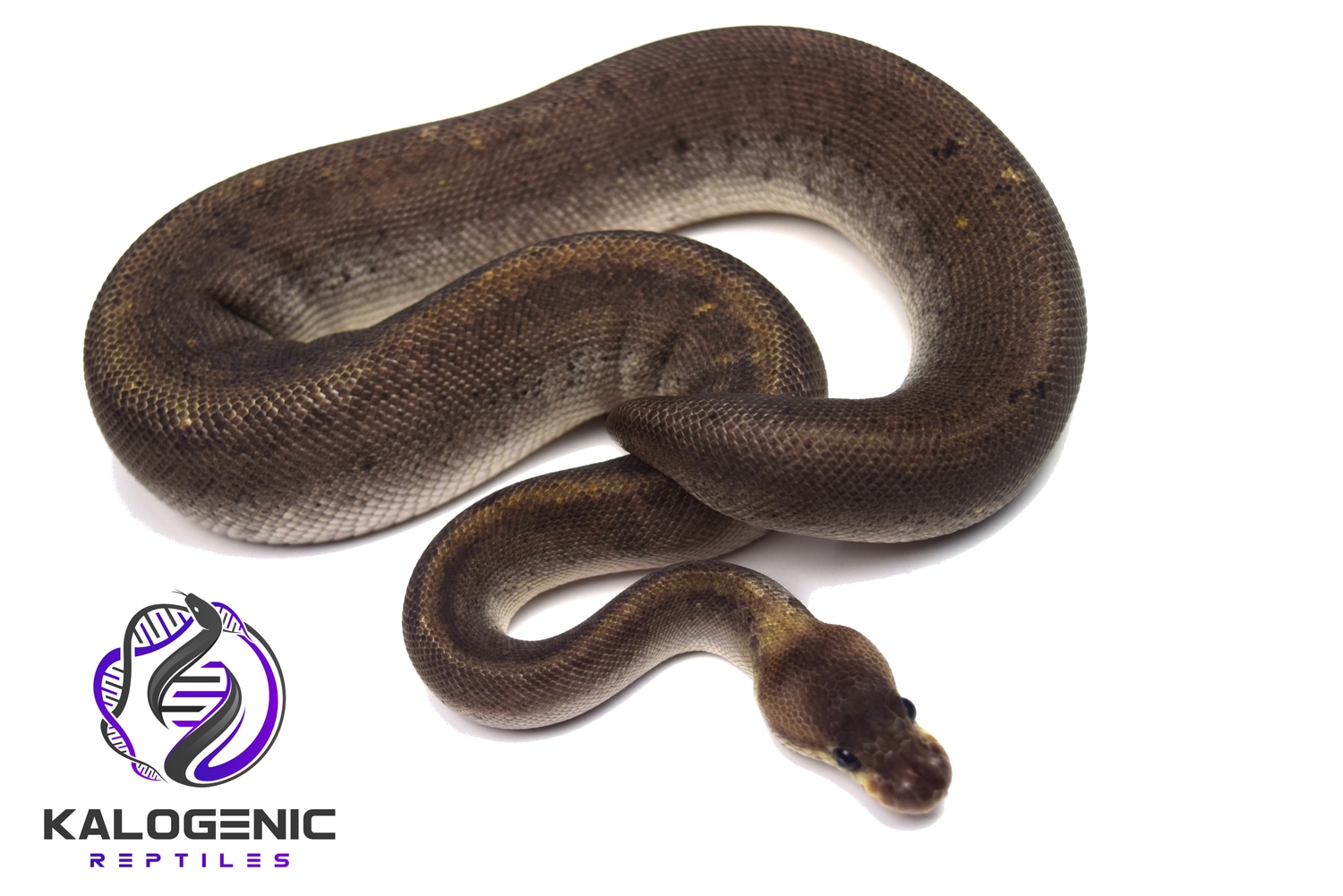 Silver Bullet Possible Enchi Ball Python by Kalogenic Reptiles ...