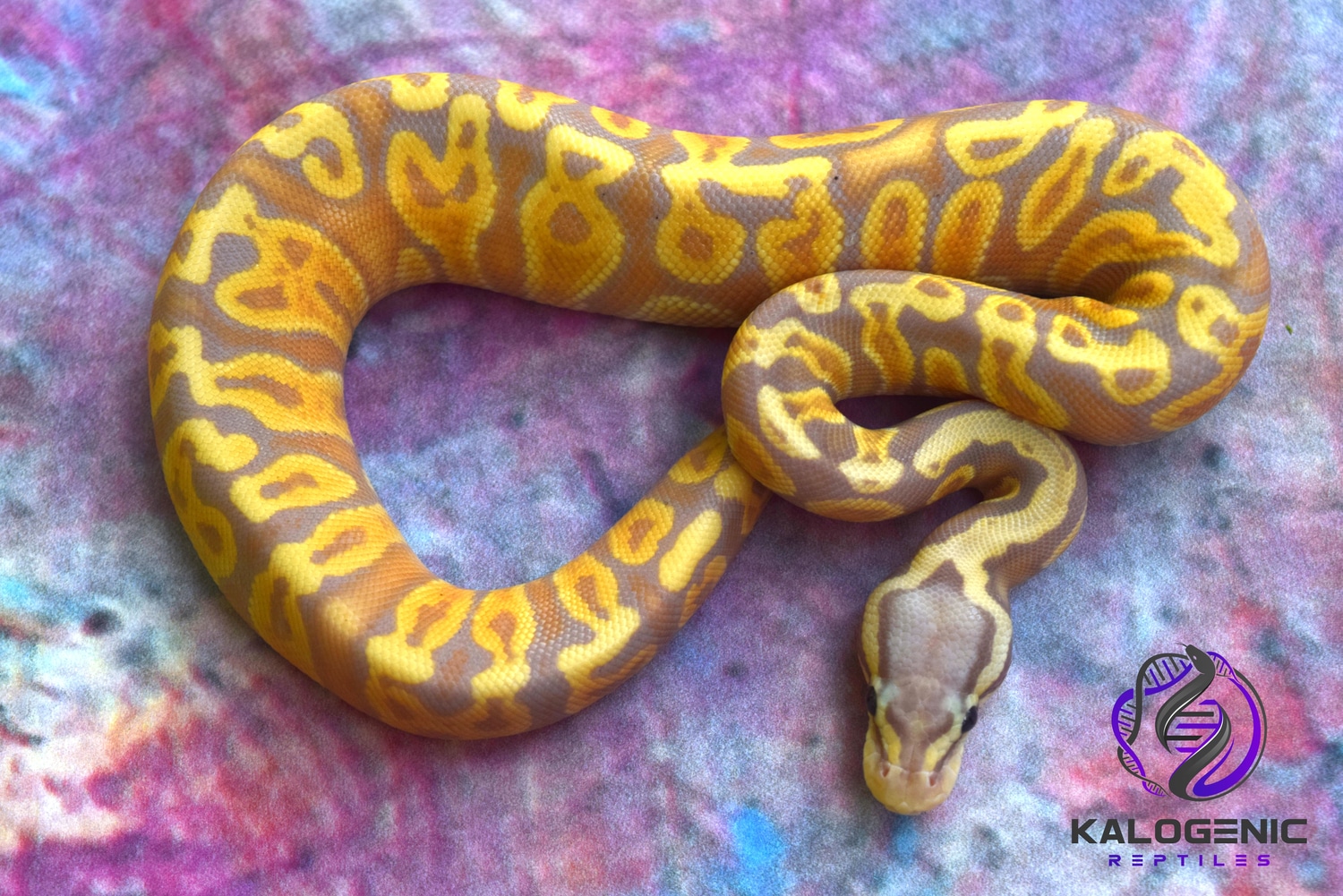 Pastel Banana GHI Het Clown (Female Maker) Ball Python by Kalogenic ...