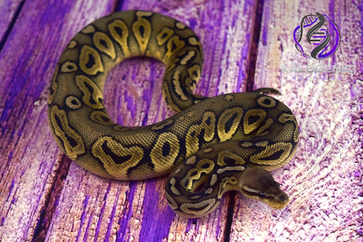 Pewter Pos. Het. Black Axanthic Ball Python by Kalogenic Reptiles ...