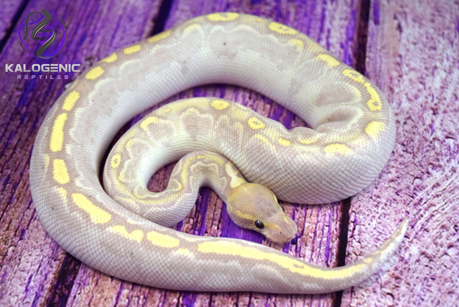 Banana Bamboo Possible Enchi/Cinnamon Ball Python by Kalogenic Reptiles ...