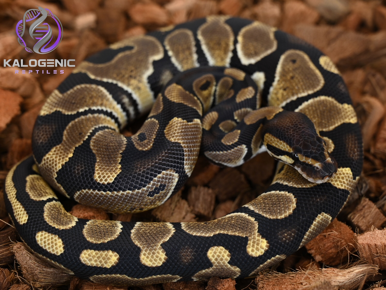 Normal Ball Python by Kalogenic Reptiles - MorphMarket