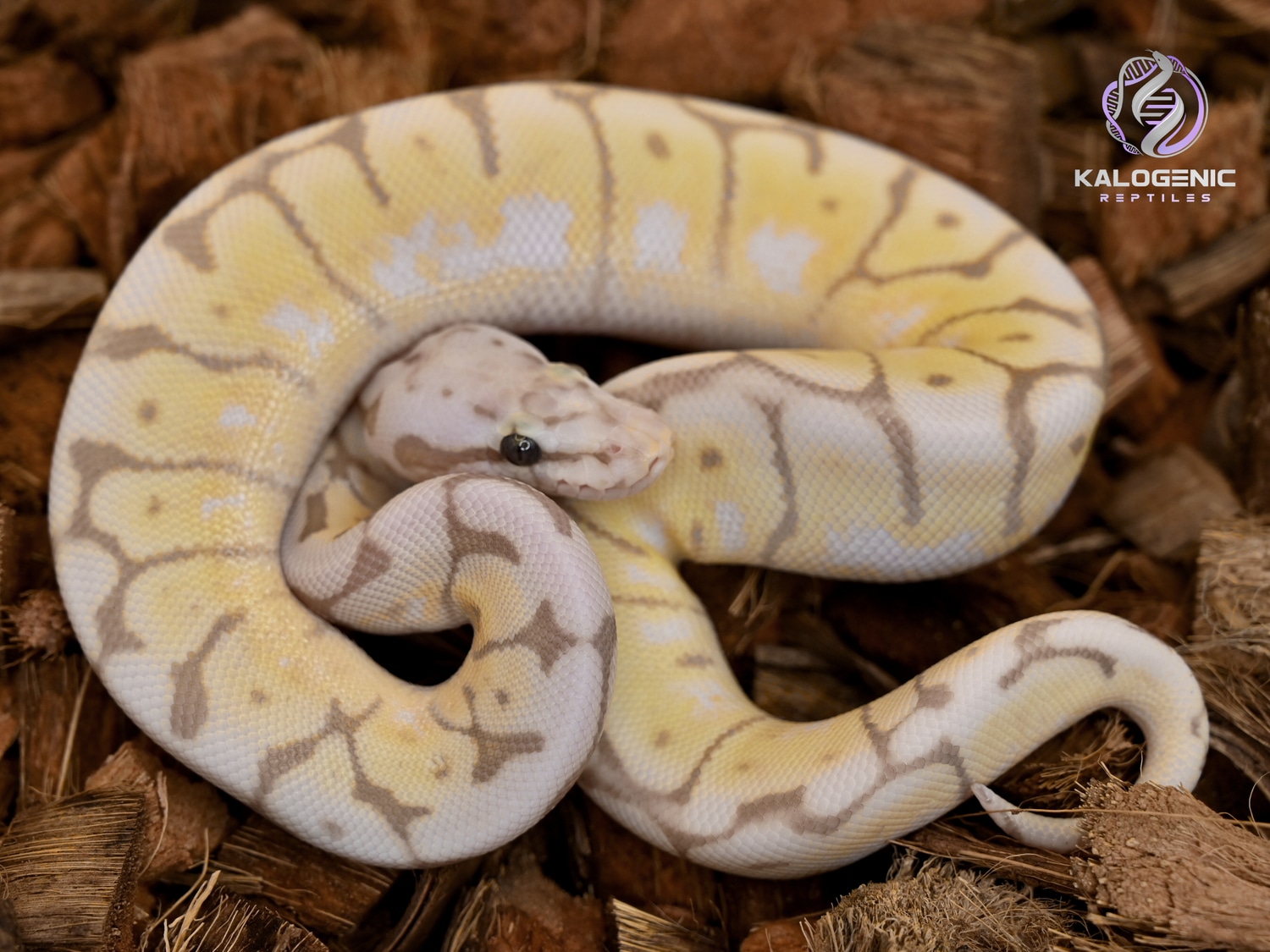 Banana Bumblebee Probable Mojave Ball Python by Kalogenic Reptiles ...