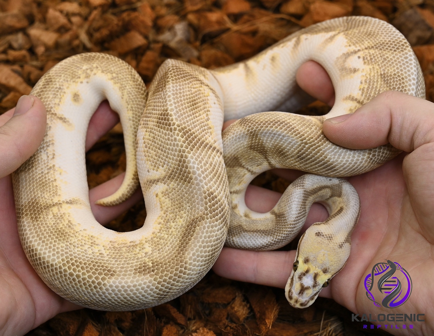 Scaleless Head Queenbee Ball Python by Kalogenic Reptiles - MorphMarket