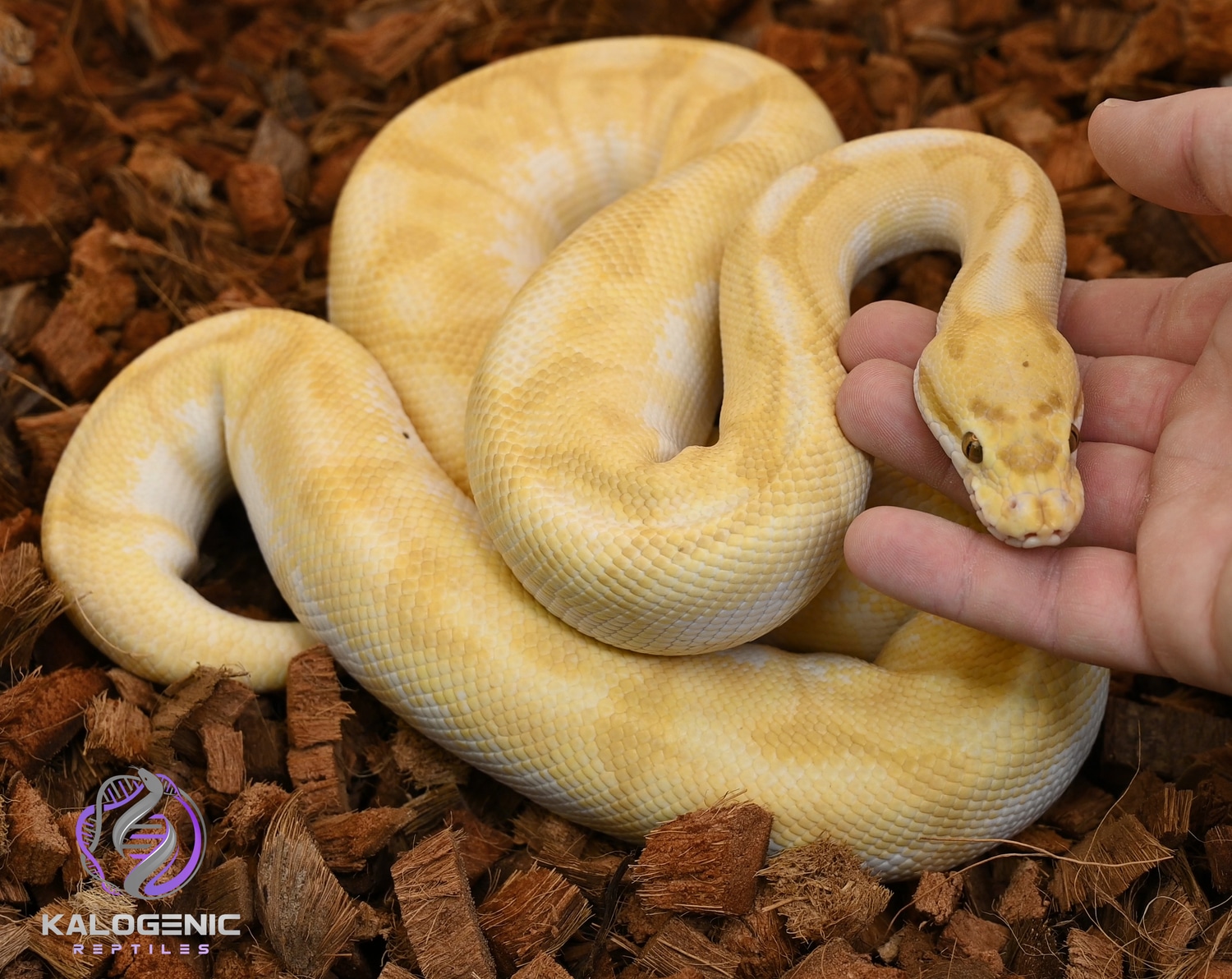 Banana Cinnamon Enchi Lesser Spider Ball Python by Kalogenic Reptiles ...