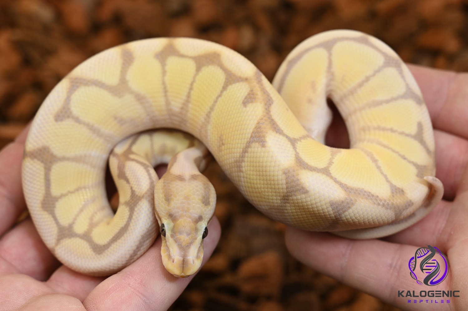 Banana Mojave Spider Ball Python by Kalogenic Reptiles - MorphMarket
