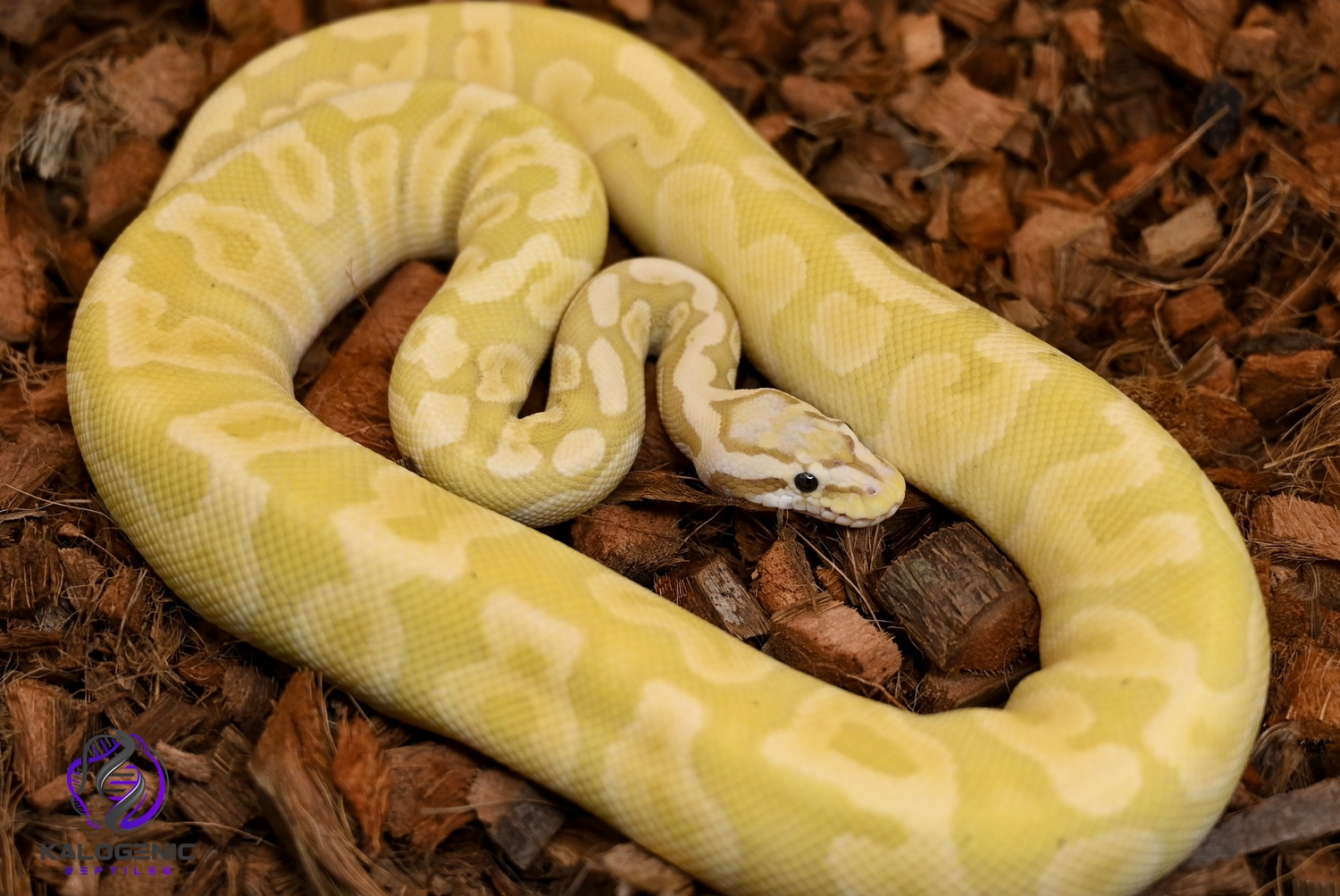 Female Maker Super Pastel Banana GHI Het. Clown Ball Python by ...