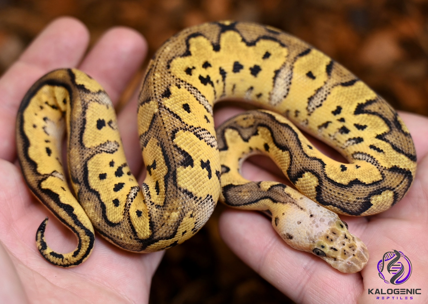 Pastel Clown Ball Python by Kalogenic Reptiles - MorphMarket