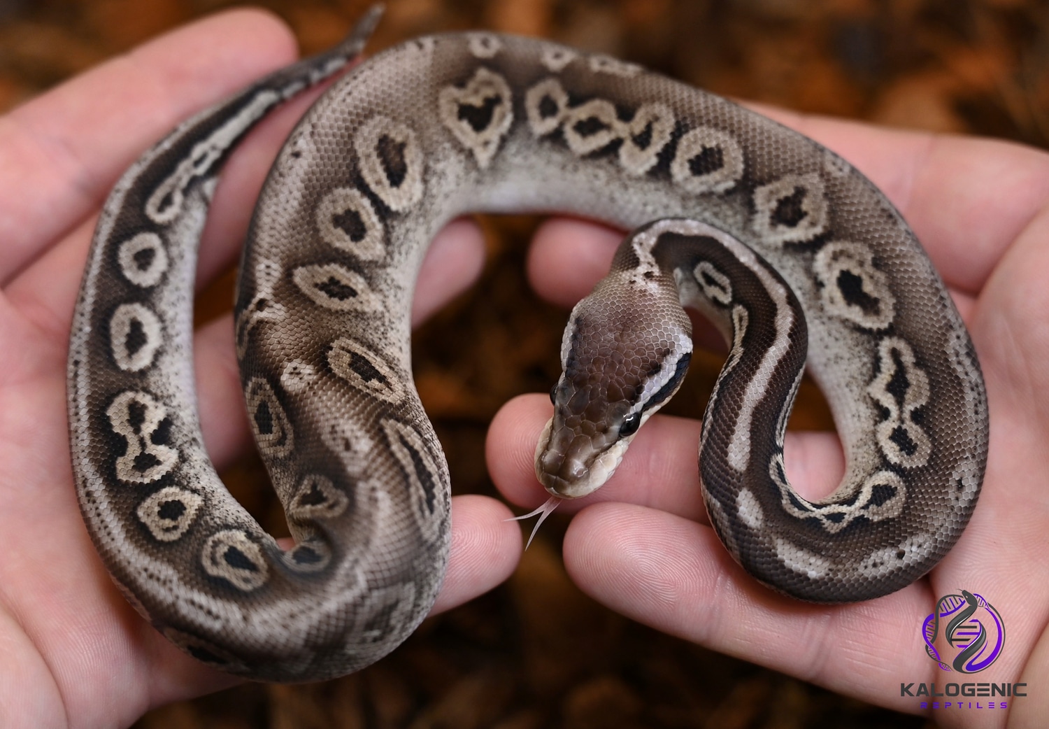 Pewter Ball Python by Kalogenic Reptiles - MorphMarket
