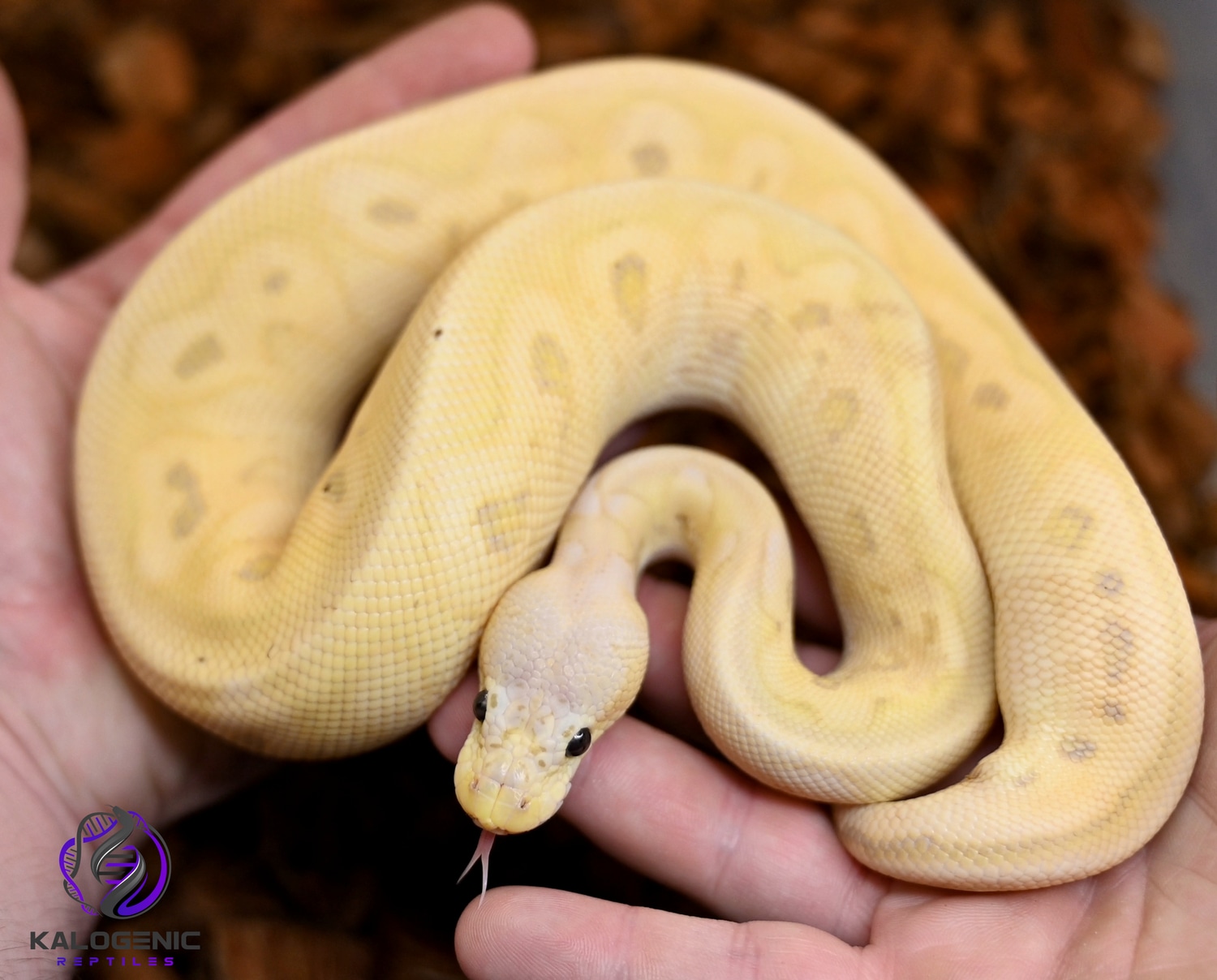 Female Maker Banana Pewter Clown Pos. GHI Ball Python by Kalogenic ...