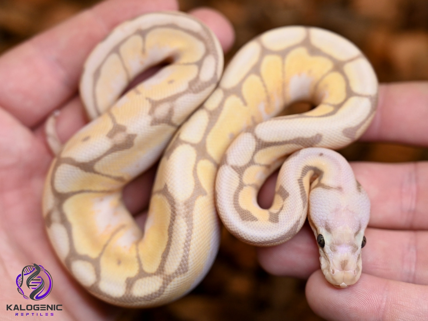 Scaleless Head Banana Bumblebee Probable Mojave Ball Python by ...