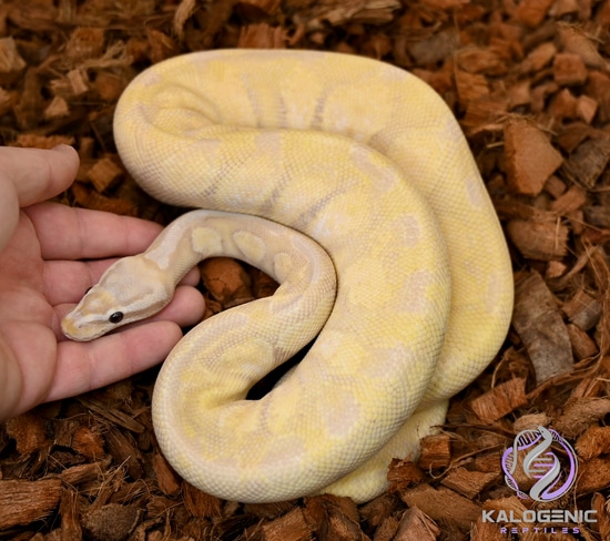 Super Banana Super Pastel Scaleless Head Ball Python by Kalogenic Reptiles