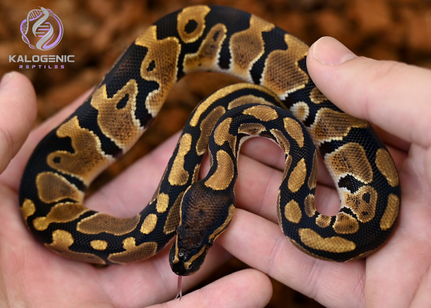 Normal Het. Clown Ball Python by Kalogenic Reptiles - MorphMarket
