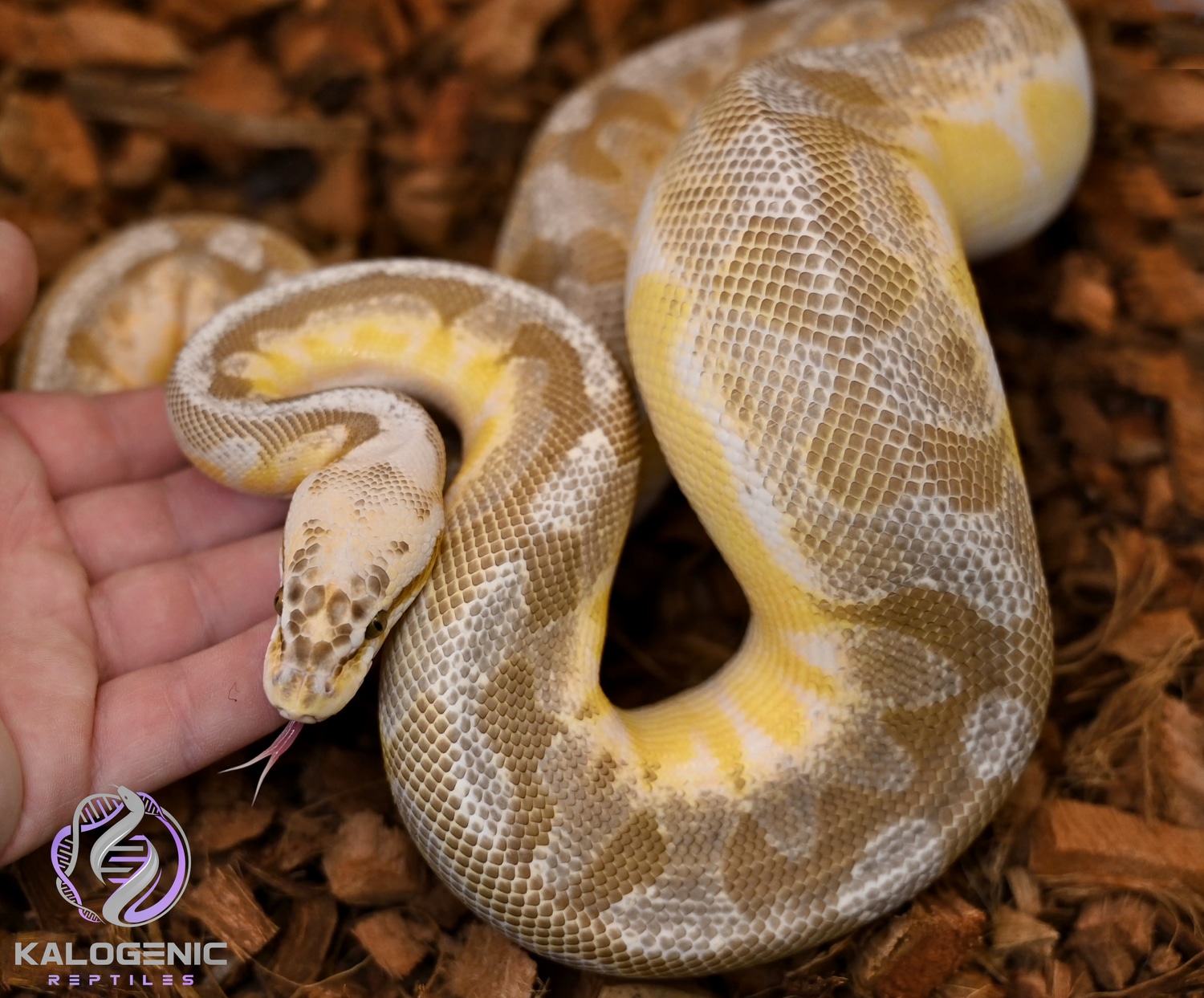 Pastel Lesser Enchi Cinnamon Spider Ball Python by Kalogenic Reptiles ...