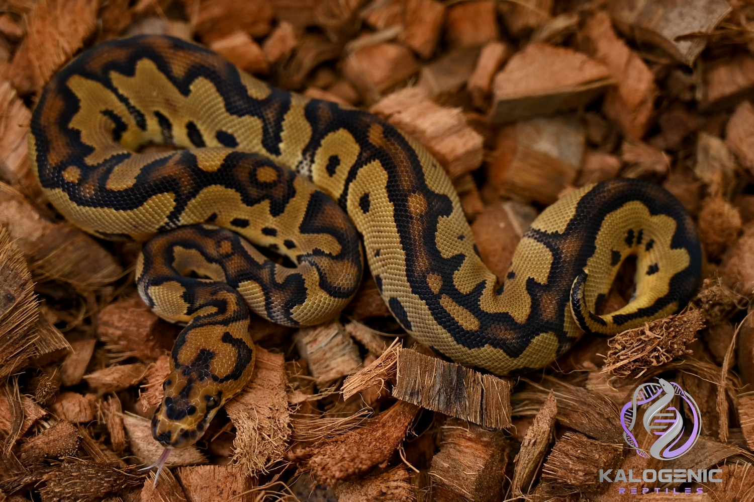 Red Stripe Clown Ball Python by Kalogenic Reptiles - MorphMarket