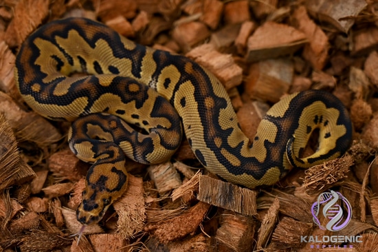 Red Stripe Clown Ball Python by Kalogenic Reptiles