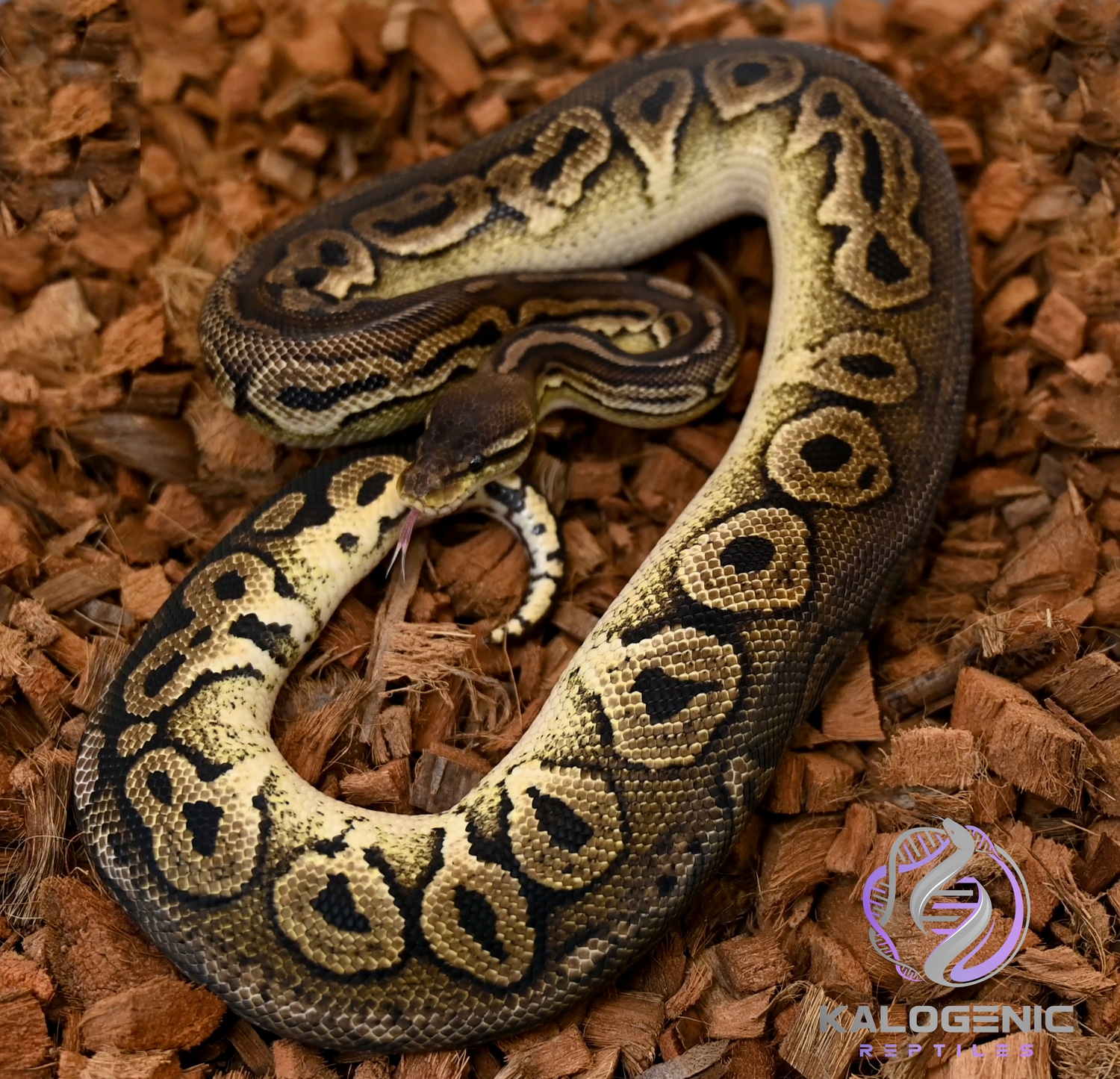 Pewter Ball Python by Kalogenic Reptiles - MorphMarket