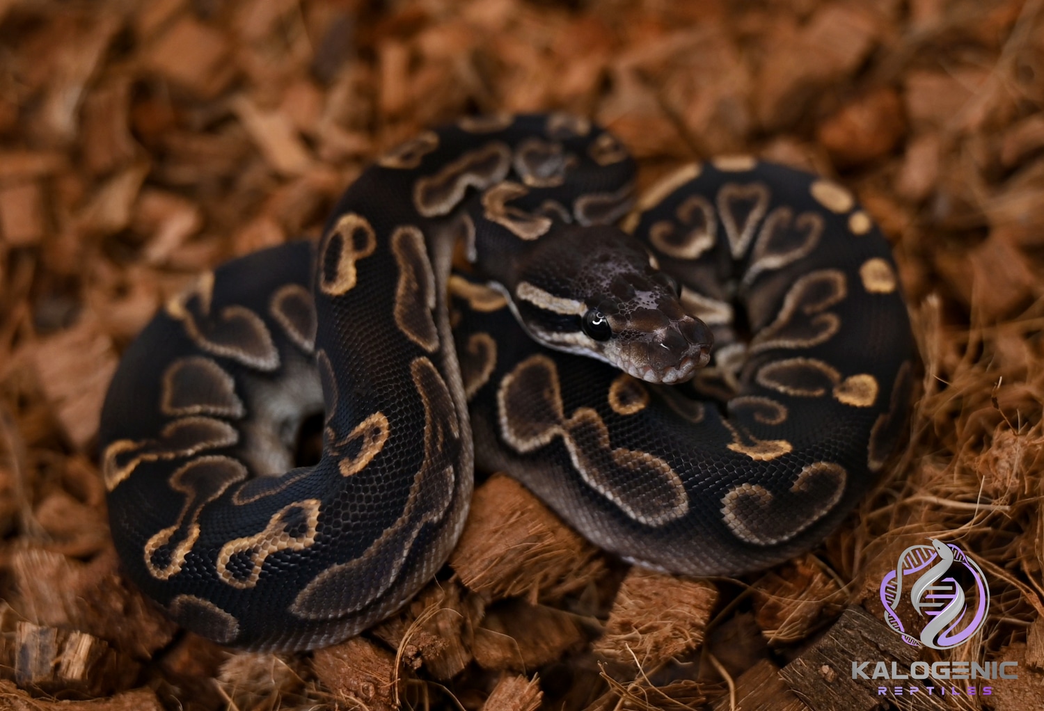 Cinnamon GHI Scaleless Head Ball Python by Kalogenic Reptiles - MorphMarket