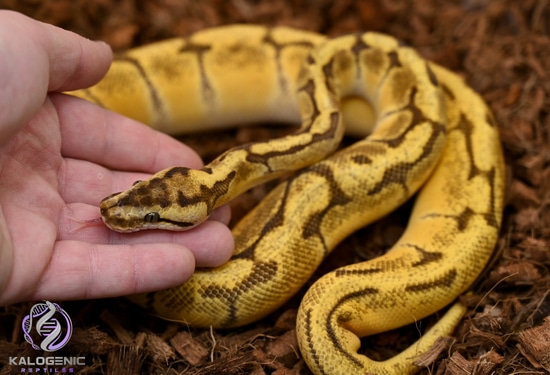 Bongo Enchi Spider Ball Python by Kalogenic Reptiles