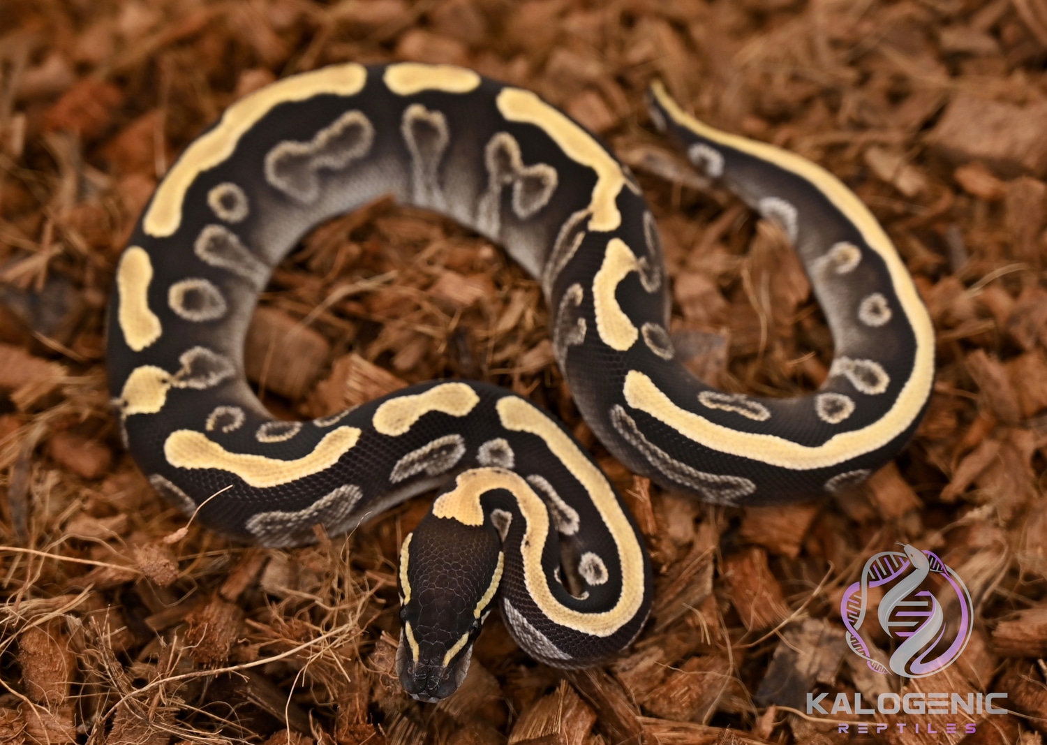 GHI Mojave Het. Clown *Free Shipping* Ball Python by Kalogenic Reptiles ...