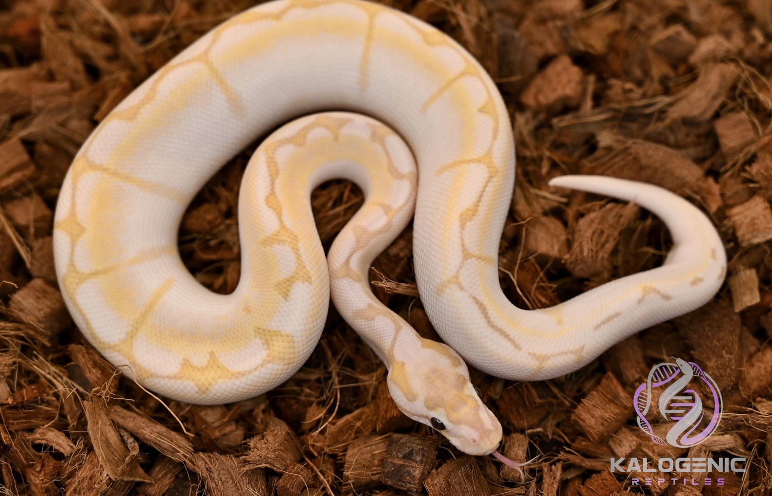 Banana Bamboo Spider *Free Shipping* Ball Python by Kalogenic Reptiles ...