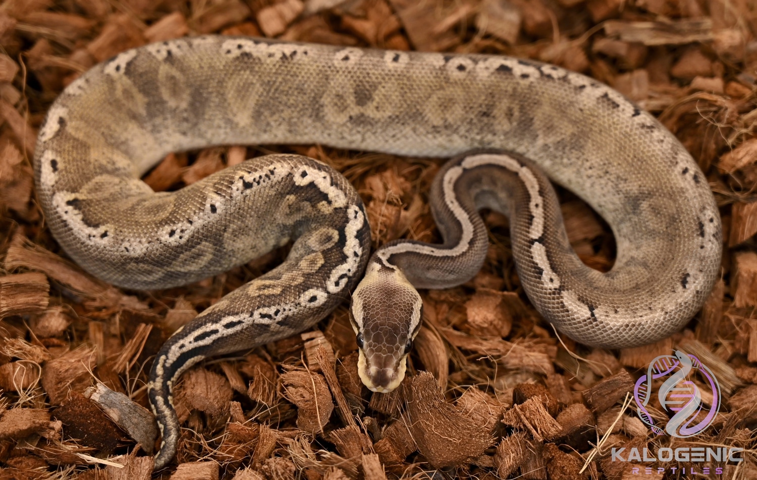 GHI Pewter *Free Shipping* Ball Python by Kalogenic Reptiles - MorphMarket