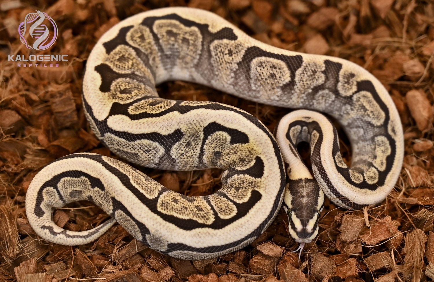 GHI Mojave Spider *Free Shipping* Ball Python by Kalogenic Reptiles ...