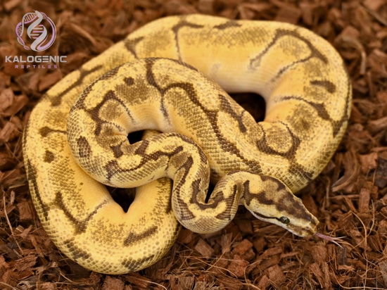 Bongo Enchi Spider *Free Shipping* Ball Python by Kalogenic Reptiles