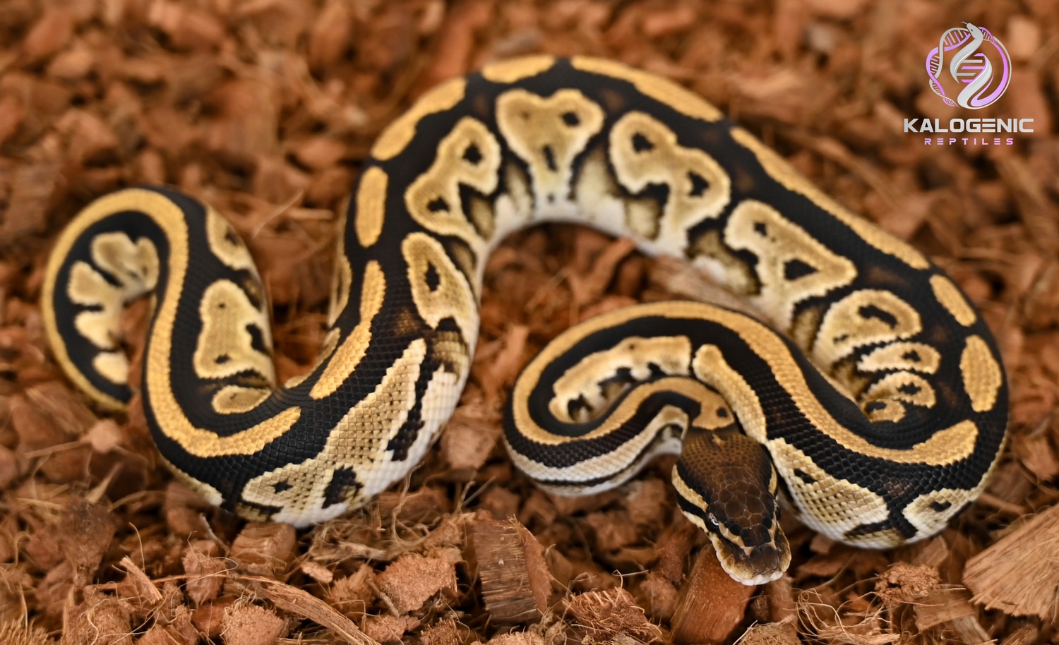 Bongo Het. Clown *Free Shipping* Ball Python by Kalogenic Reptiles ...