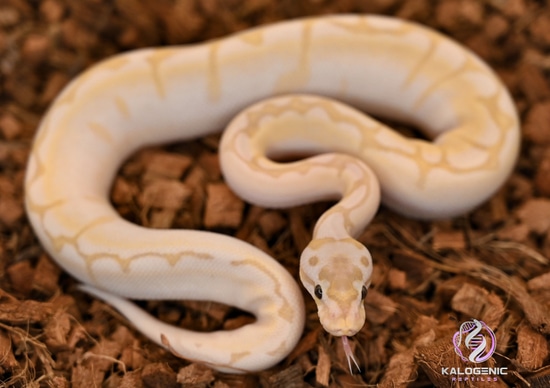 Banana Bamboo Spider *Free Shipping* Ball Python by Kalogenic Reptiles
