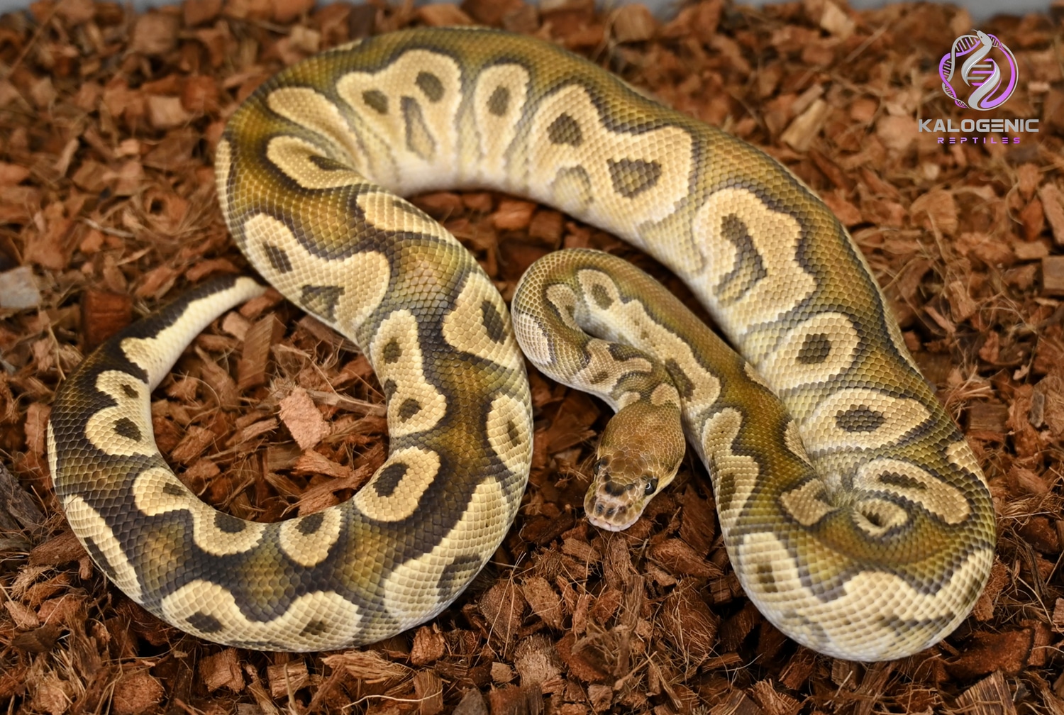 Cypress Clown *Free Shipping* Ball Python by Kalogenic Reptiles ...