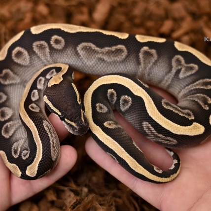 Bongo GHI Pastel 66% Het. Clown Ball Python by Kalogenic Reptiles ...
