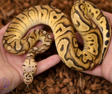 Bongo GHI Pastel 66% Het. Clown Ball Python by Kalogenic Reptiles ...