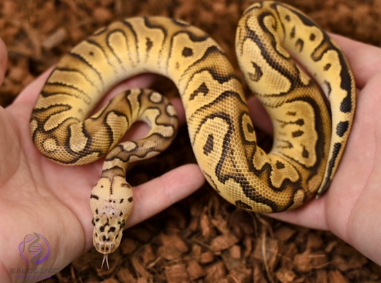 Pastel Cypress Clown Ball Python by Kalogenic Reptiles