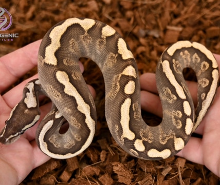 Bongo GHI Pastel 66% Het. Clown Ball Python by Kalogenic Reptiles ...