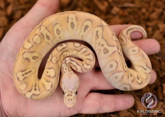 Banana Cypress Clown Pastel (Pos. Cinnamon) Ball Python by Kalogenic ...