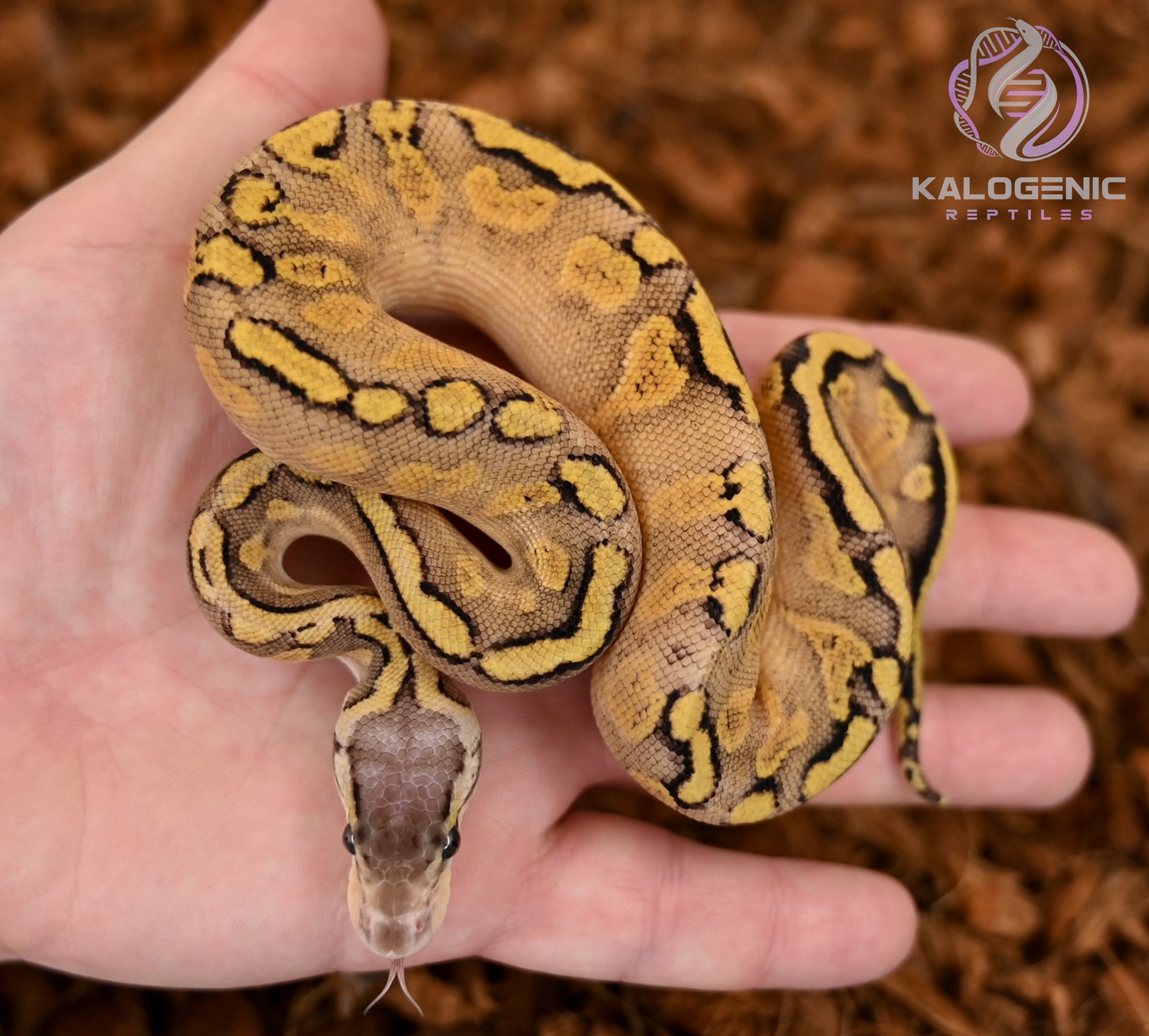 Bongo GHI Pastel Het. Clown Ball Python by Kalogenic Reptiles - MorphMarket