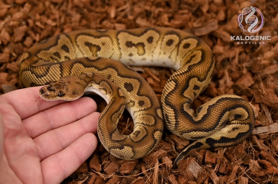 Cypress Red Stripe Clown Ball Python by Kalogenic Reptiles