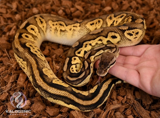 Pastel Bongo Het. Clown Ball Python by Kalogenic Reptiles