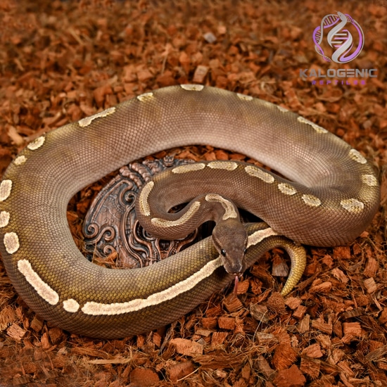 GHI Mojave Probable Cinnamon |NO RESERVE--PLEASE READ DESCRIPTION| Ball ...