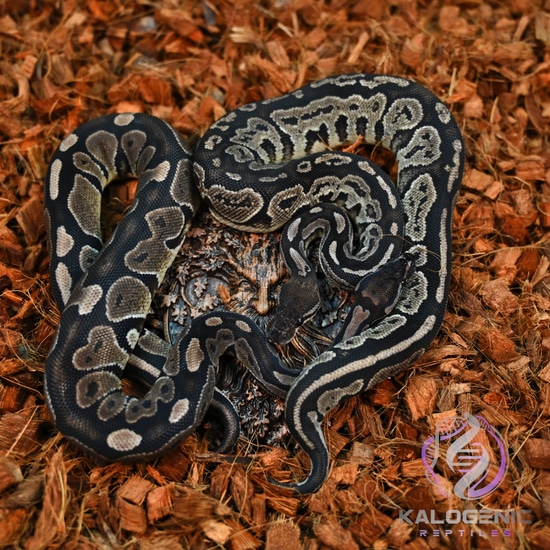 1.1 Black Axanthic And Bongo Black Axanthic Pair Ball Python by ...
