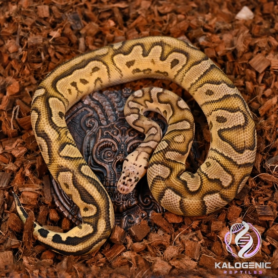 Cypress Pastel Clown Ball Python by Kalogenic Reptiles