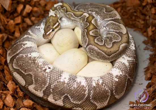 Proven Breeder "Mutant" Bamboo Ball Python by Kalogenic Reptiles