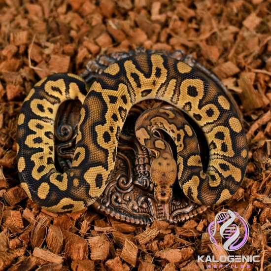 Cypress Clown Ball Python by Kalogenic Reptiles