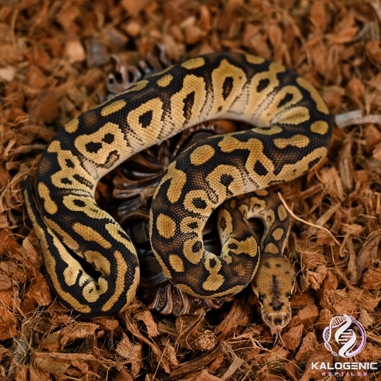 Cypress Clown Ball Python by Kalogenic Reptiles
